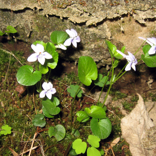Longspur Violet (Viola Rostrata) Plant Care & How to Grow, Water