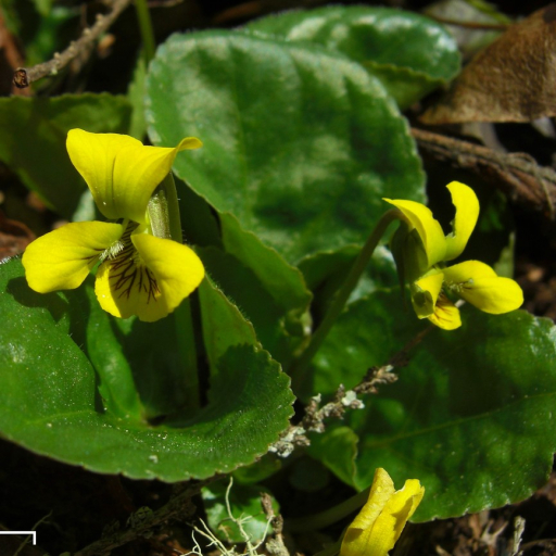Roundleaf Yellow Violet (Viola Rotundifolia) Plant Care & How to Grow ...