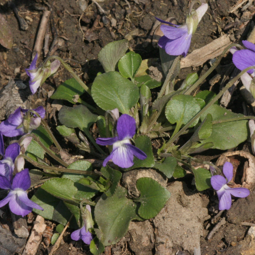 Teesdale Violet (Viola Rupestris) Plant Care & How to Grow, Water