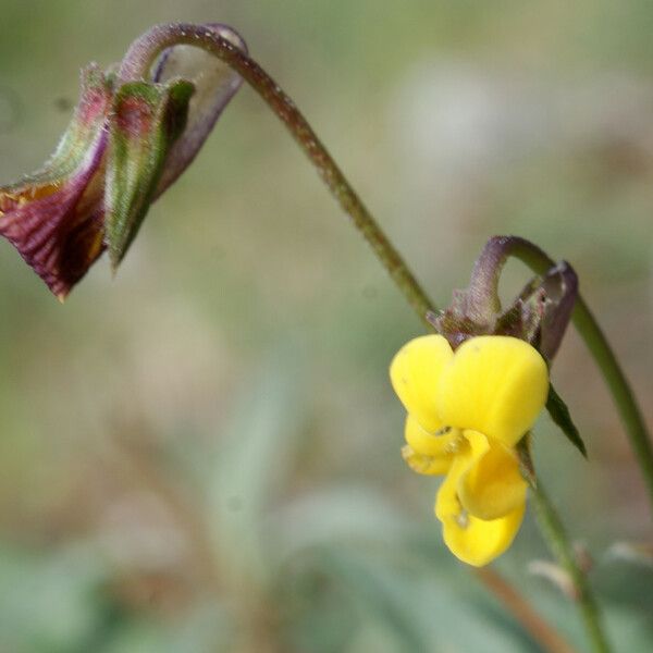 Viola Scorpiuroides Plant Care & How to Grow, Water