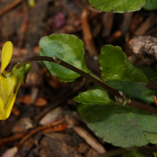 Evergreen Violet (Viola Sempervirens) Plant Care & How to Grow, Water