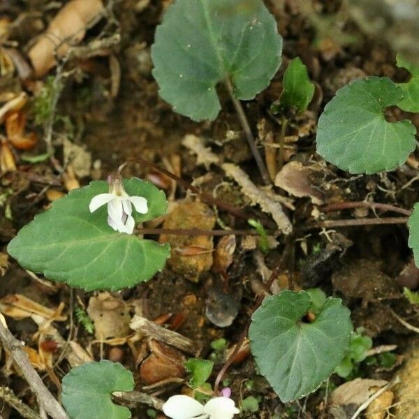 Viola Sieboldii Plant Care & How to Grow, Water