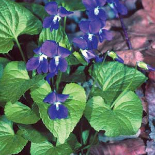Common Blue Violet (Viola Sororia) Plant Care & How to Grow, Water