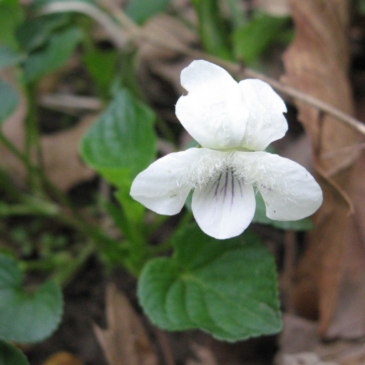 Cream-White Violet (Viola Striata) Plant Care & How to Grow, Water