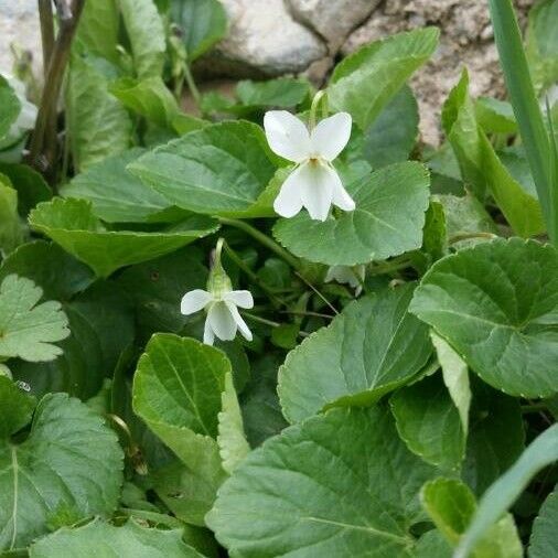 Russian Violet (Viola Suavis) Plant Care & How to Grow, Water