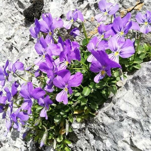 Viola Tineorum Plant Care & How to Grow, Water