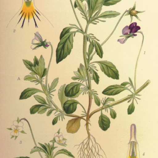 Johnny Jump Up (Viola Tricolor) Plant Care & How to Grow, Water