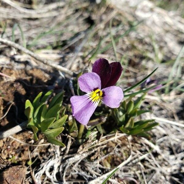 Rainier Violet (Viola Trinervata) Plant Care & How to Grow, Water