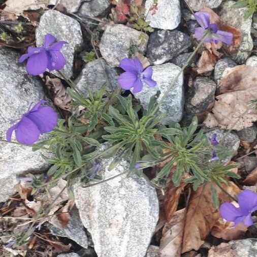 Maritime Alps Pansy (Viola Valderia) Plant Care & How to Grow, Water