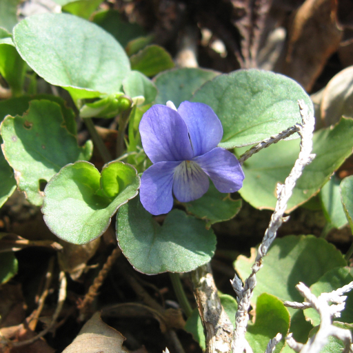 Prostrate Blue Violet (Viola Walteri) Plant Care & How to Grow, Water