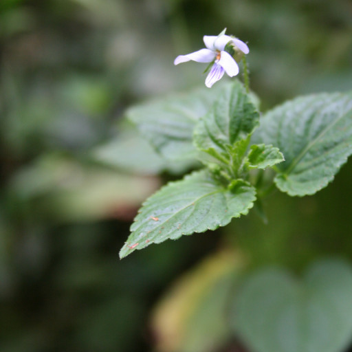 Johnny Jump Up (Viola) Plant Care & How to Grow, Water