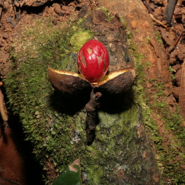 Elephant Apple (Dillenia Indica) Plant Care & How to Grow, Water