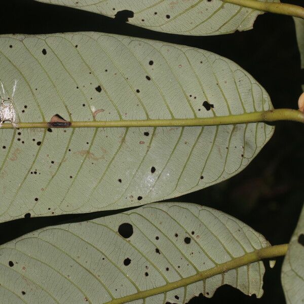 Virola Montana Plant Care & How to Grow, Water