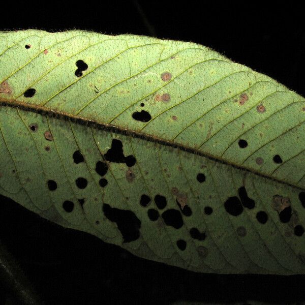 Virola Multicostata Plant Care & How to Grow, Water