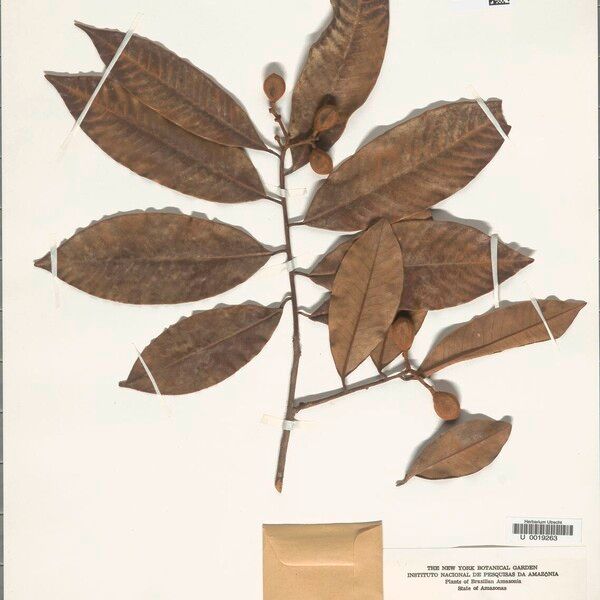 Virola Venosa Plant Care & How to Grow, Water