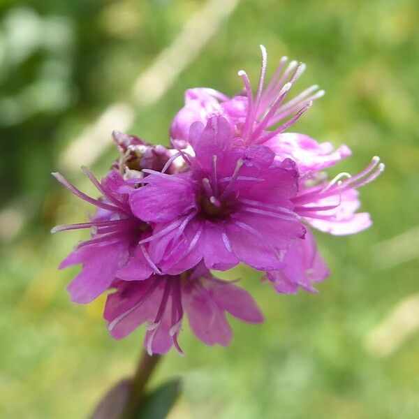 Alpine Campion (Viscaria Alpina) Plant Care & How to Grow, Water