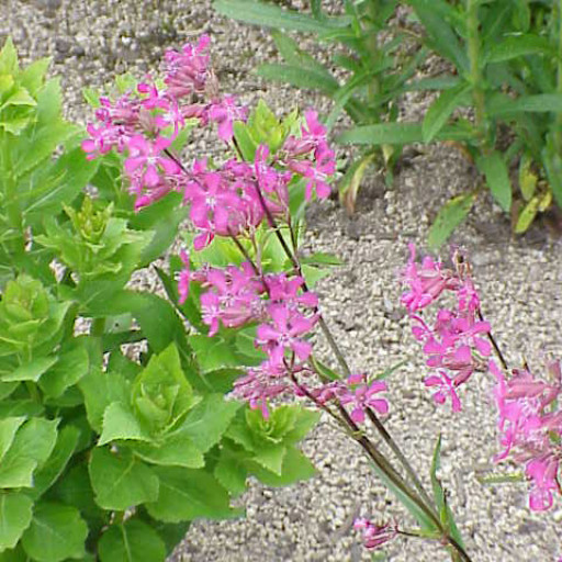 Sticky Catchfly (Viscaria Vulgaris) Plant Care & How to Grow, Water