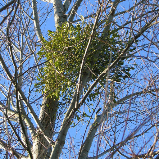 Common Mistletoe (Viscum Album) Plant Care & How to Grow, Water