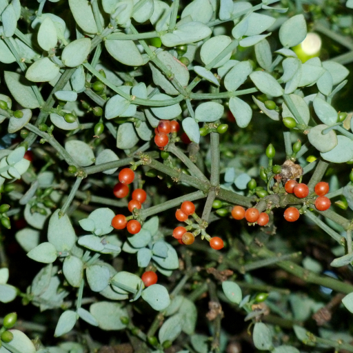 Redberry Mistletoe (Viscum Rotundifolium) Plant Care & How to Grow, Water