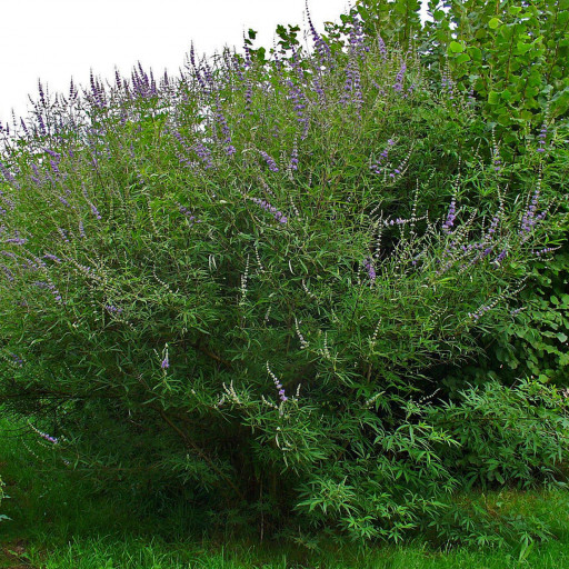 Chaste Tree (Vitex Agnus-castus) Plant Care & How to Grow, Water