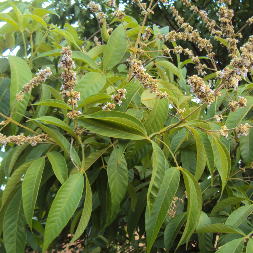 Milla (Vitex Altissima) Plant Care & How to Grow, Water