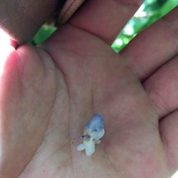 Higuerillo (Vitex Divaricata) Plant Care & How to Grow, Water