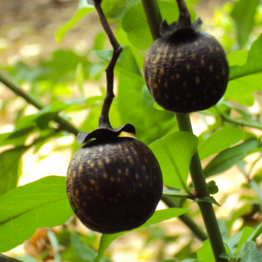 Black Plum (Vitex Doniana) Care Guide: Water, Soil & Propagation ...