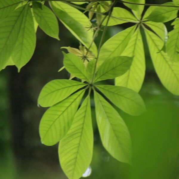 Large-Fruited Vitex (Vitex Ferruginea) Care Guide: Water, Soil ...