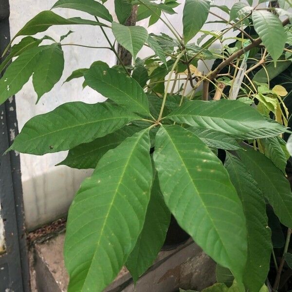 Vitex Gigantea Plant Care & How to Grow, Water