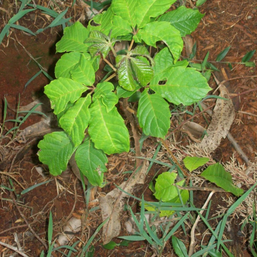 Vitex Keniensis Care Guide: Water, Soil & Propagation - Plantiary