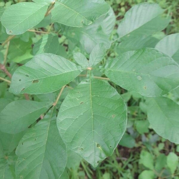 Vitex Madiensis Care Guide: Water, Soil & Propagation - Plantiary