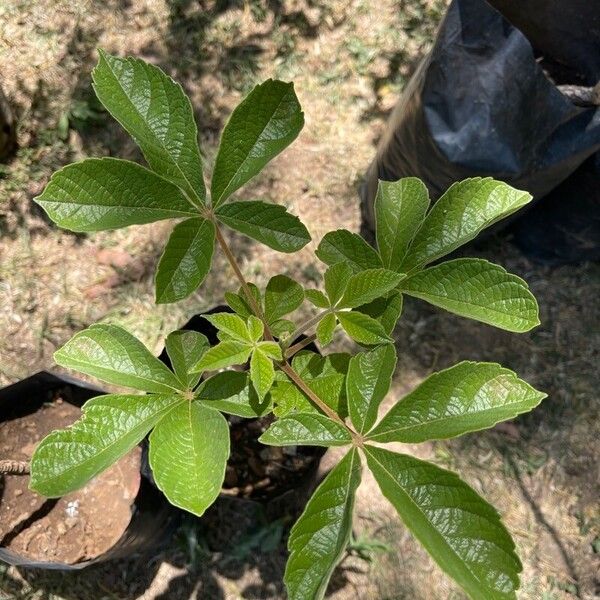 Chocolate-Berry (Vitex Payos) Plant Care & How to Grow, Water