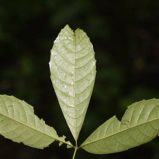 Vitex Triflora Plant Care & How to Grow, Water