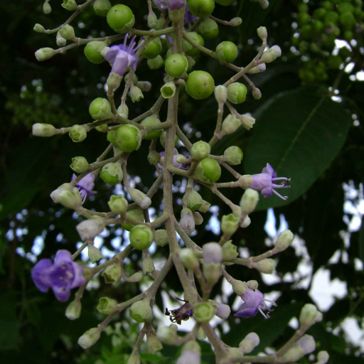 Simpleleaf Chastetree (Vitex Trifolia) Plant Care & How to Grow, Water
