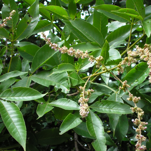 Chaste Trees (Vitex) Plant Care & How to Grow, Water