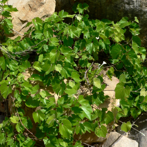 Canyon Grape (Vitis Arizonica) Plant Care & How to Grow, Water