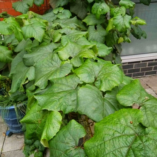 Crimson Glory Vine (Vitis Coignetiae) Care Guide: Water, Soil ...