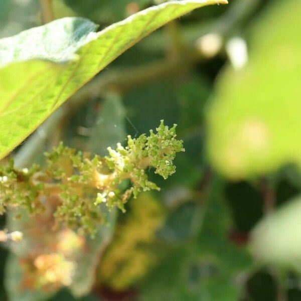 Sinuate Mulberry-Leaf Grapevine (Vitis Ficifolia) Plant Care & How to ...