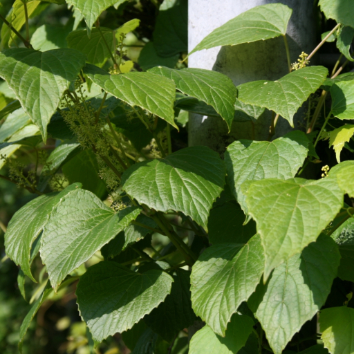 Vitis Flexuosa Plant Care & How to Grow, Water