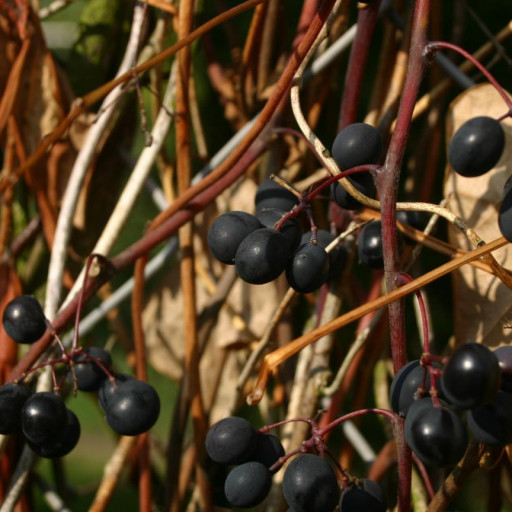 Concord Grape (Vitis Labrusca) Plant Care & How to Grow, Water
