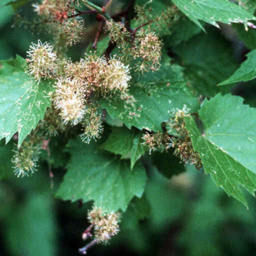 Riverbank Grape (Vitis Riparia) Plant Care & How to Grow, Water