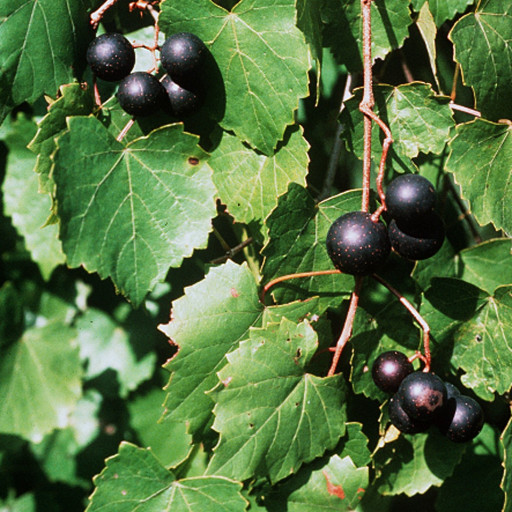 Muscadine (Vitis Rotundifolia) Plant Care & How to Grow, Water