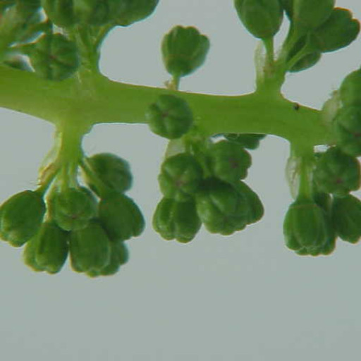 European Grape (Vitis Vinifera) Plant Care & How to Grow, Water