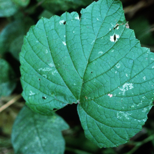 Frost Grape (Vitis Vulpina) Plant Care & How to Grow, Water