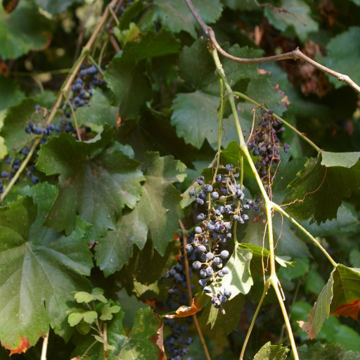 Grapevines (Vitis) Plant Care & How to Grow, Water