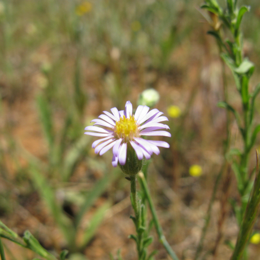 Purple Fuzzweed (Vittadinia Cuneata) Plant Care & How to Grow, Water