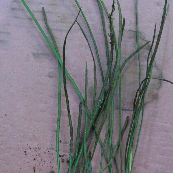 Narrow Strap Fern (Vittaria Graminifolia) Plant Care & How to Grow, Water