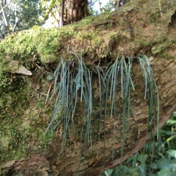 Vittaria Isoetifolia Plant Care & How to Grow, Water