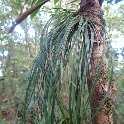Shoestring Fern (Vittaria Lineata) Plant Care & How to Grow, Water