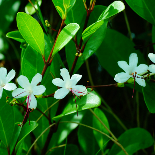 Embrert (Volkameria Inermis) Plant Care & How to Grow, Water